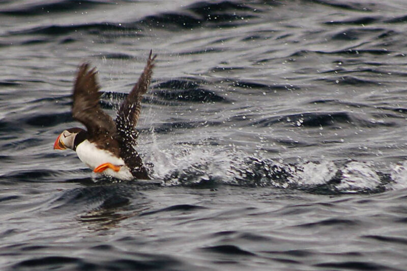 Wildlife - Puffin - Divers Eye Boat Trips